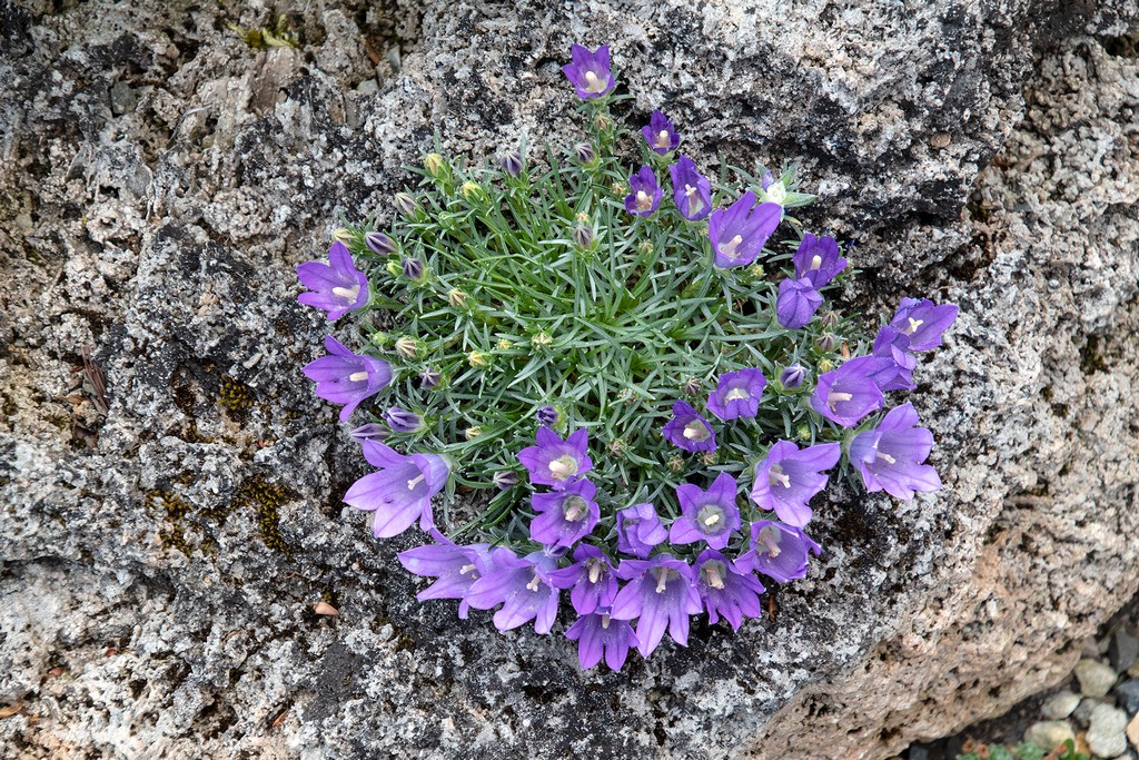 Nederlandse Rotsplanten VerenigingEdraianthus pumilio
