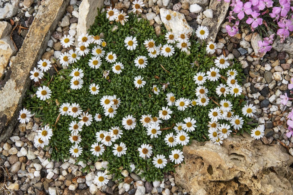 Nederlandse Rotsplanten VerenigingErigeron scopulinus