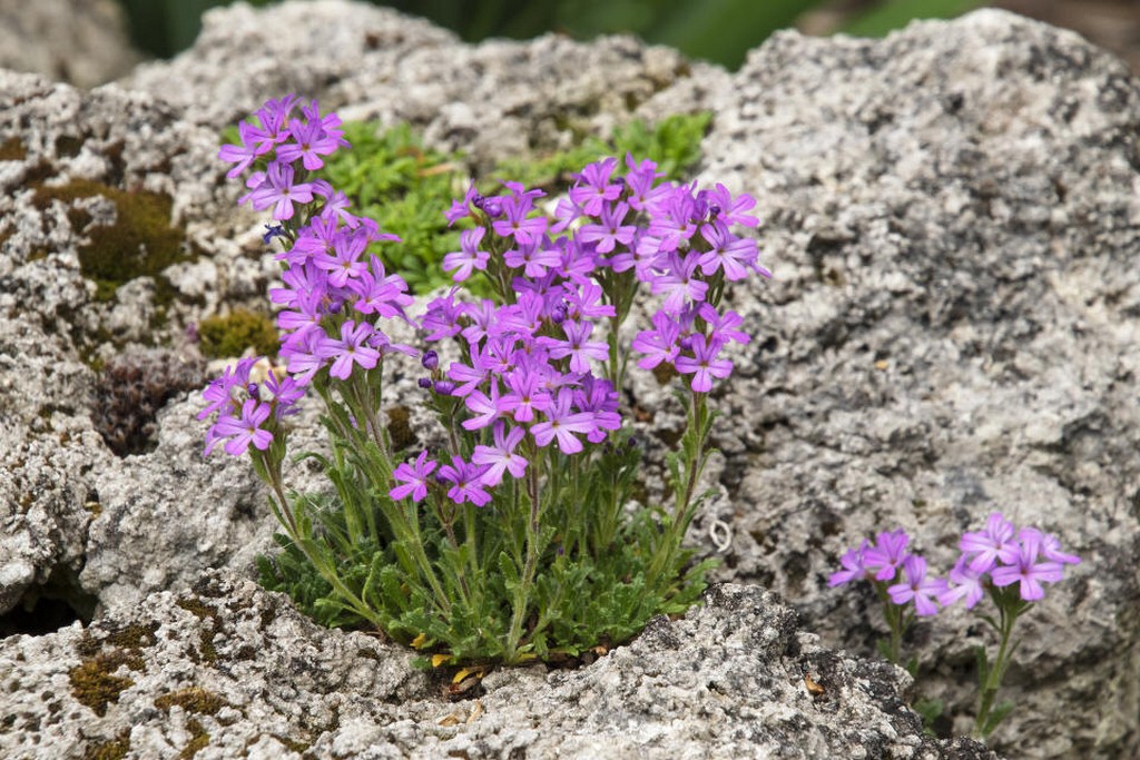 Nederlandse Rotsplanten VerenigingErinus alpinus
