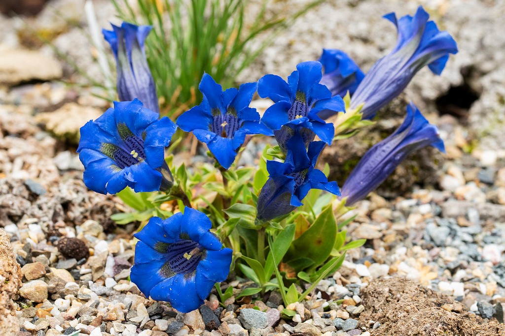 Nederlandse Rotsplanten VerenigingGentiana angustifolia