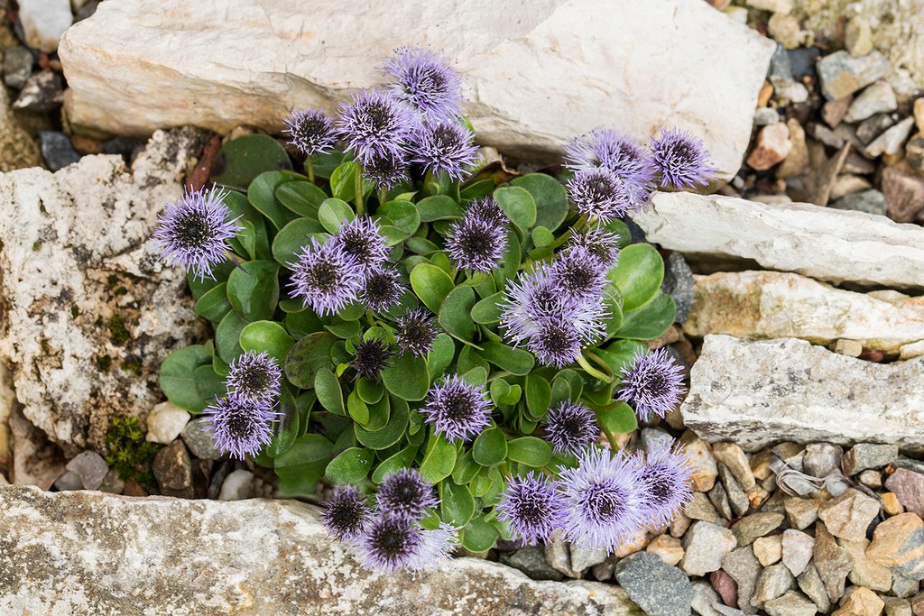 Nederlandse Rotsplanten VerenigingGlobularia incanescens