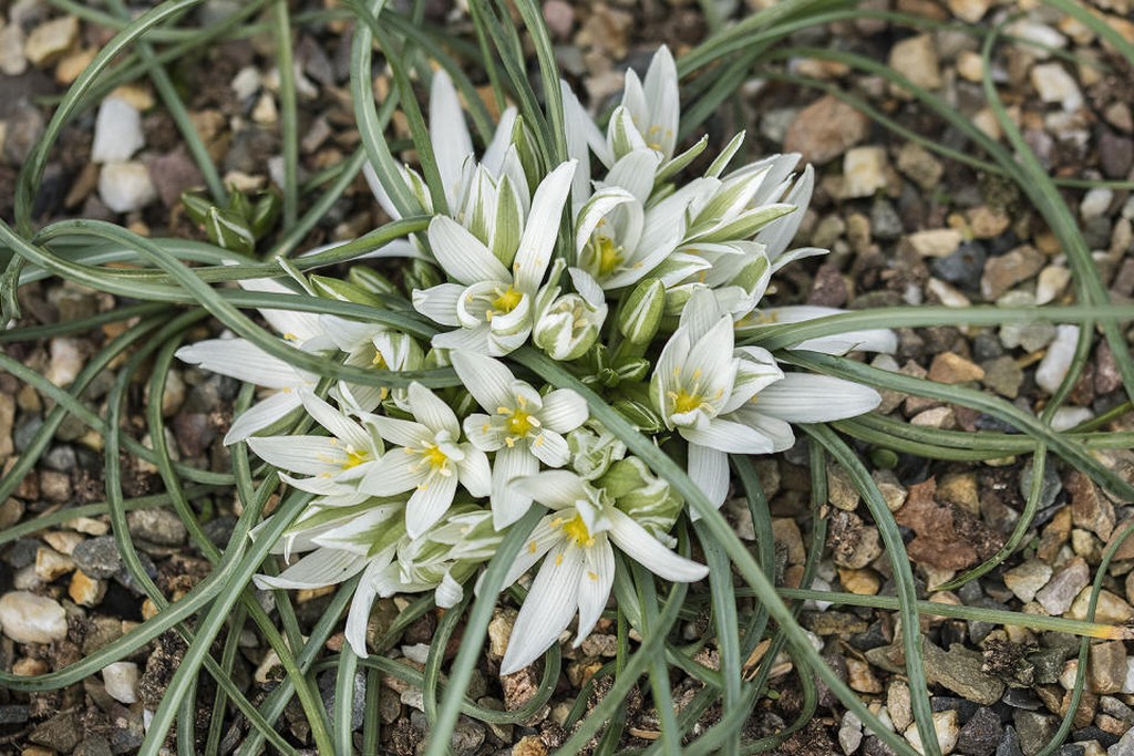 Nederlandse Rotsplanten VerenigingOrnithogalum sigmoideum