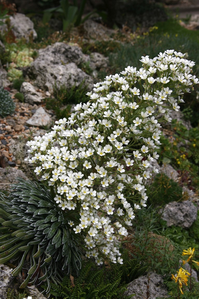 Nederlandse Rotsplanten VerenigingSaxifraga longifolia